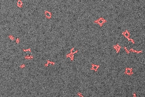 New publication on complexes between drug and antidrug antibodies ...