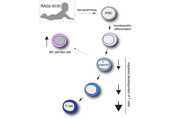 Modelling human RAG2-SCID using iPSC - Cell & Chemical Biology