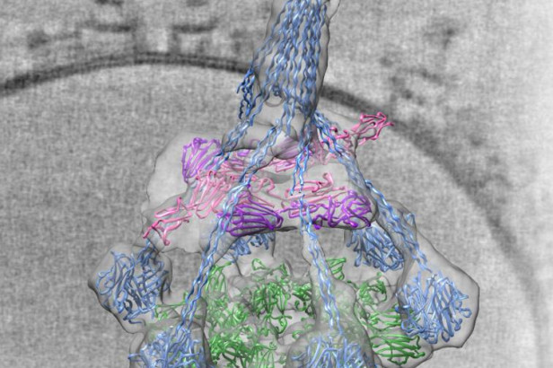 Immune activation visualized with cryo EM - Cell & Chemical Biology