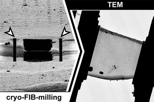 Improving throughput of cryo-lamella milling - Cell & Chemical Biology