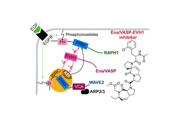 Disrupting Intracellular Protein-Protein Interaction to Inhibit ...