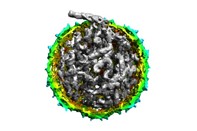 cryo-EM reconstruction of phage MS2 - Cell & Chemical Biology